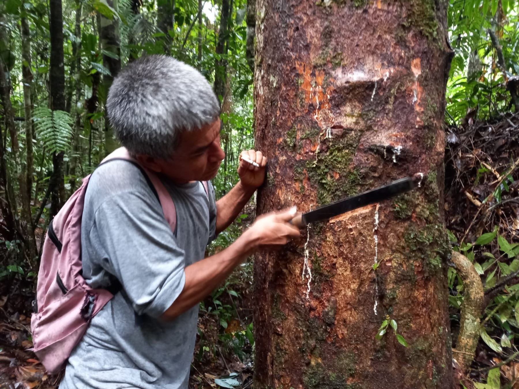 San Martín identifica más de 1,300 árboles de shiringa para su ...