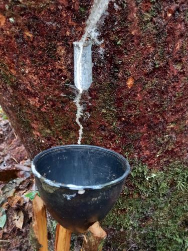 San Martín identifica más de 1,300 árboles de shiringa para su ...