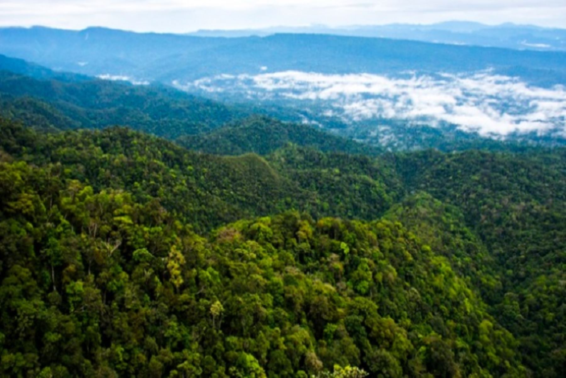 Parque Nacional Cordillera Azul intensifica vigilancia para proteger su ...