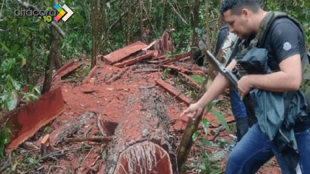Senanp realizó operativo en conjunto con la PNP para combatir la tala ...