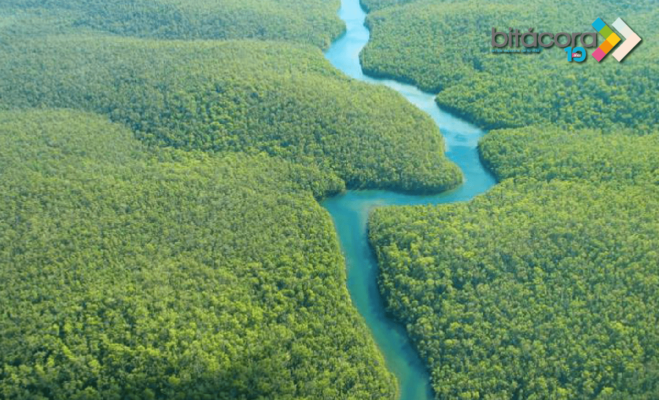 Minam: Perú pierde 137 976 hectáreas de bosques amazónicos en 2021 ...