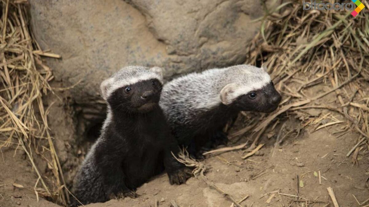 Nacen bebés trillizos de hurón silvestre en zoológico de Huachipa ...