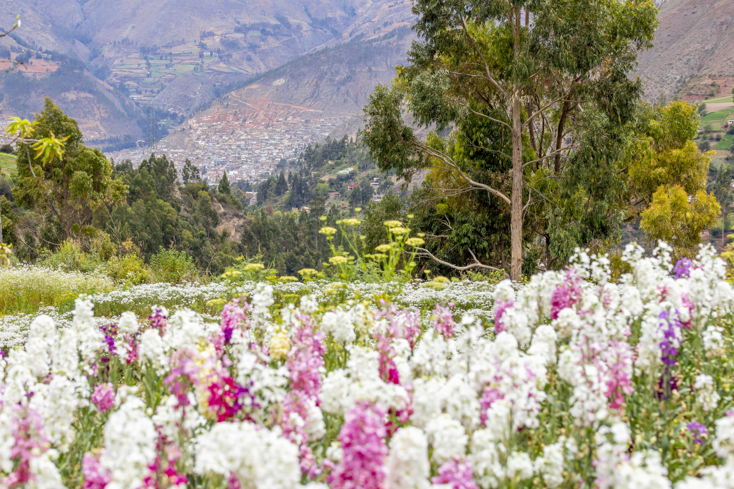 Tarma, La Bella Perla de los Andes - Bitácora Revista
