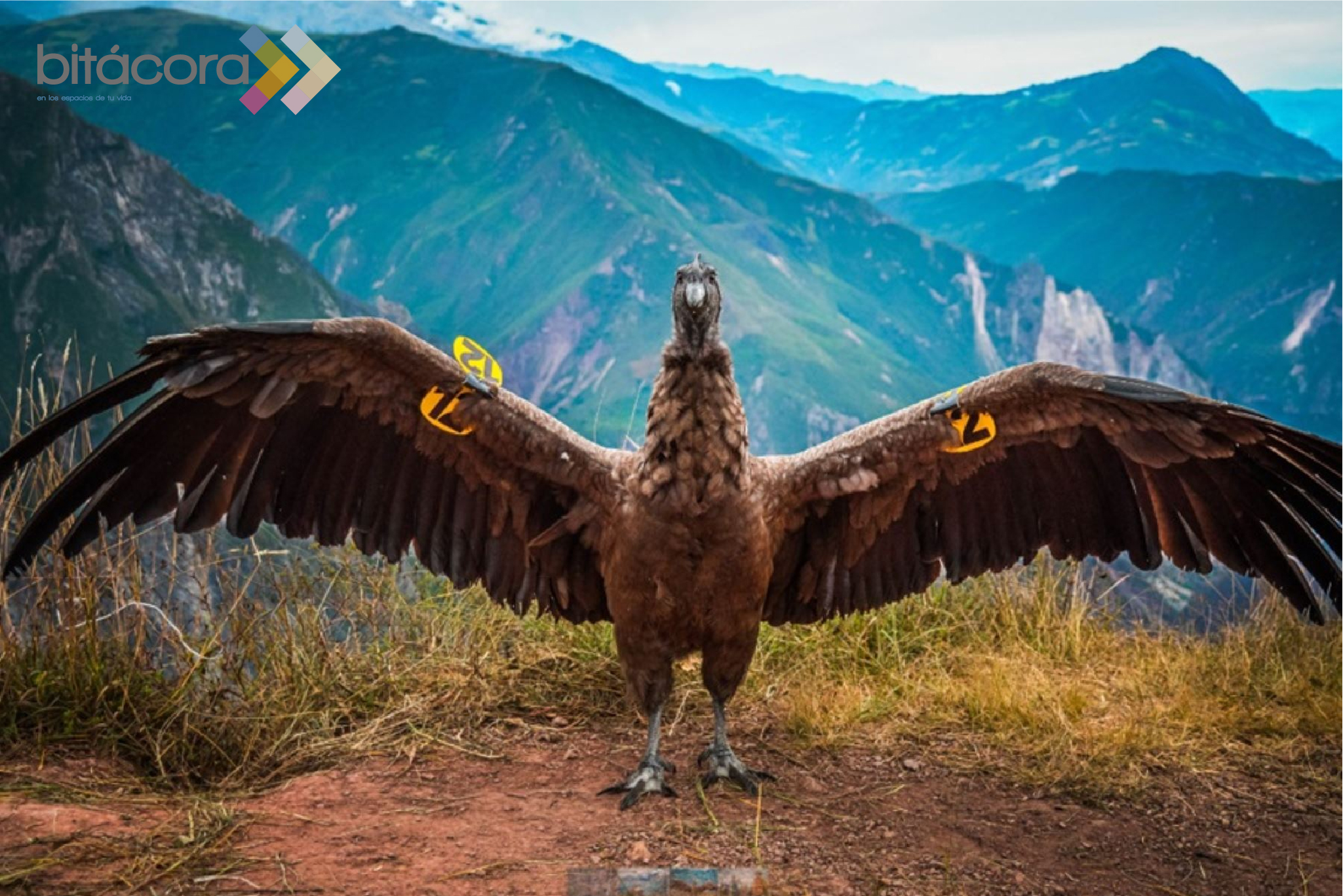 Apurímac: Serfor retorna a la naturaleza a cóndor andino que había sido encontrado intoxicado ...