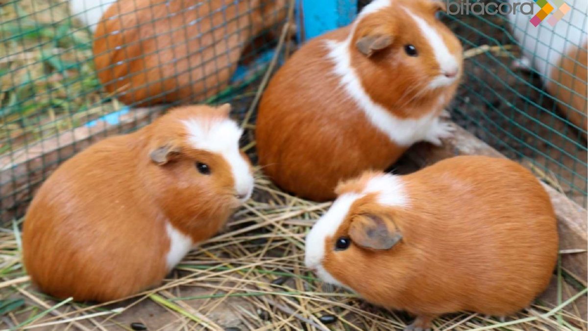 Día Nacional del Cuy: ¿Qué beneficios a la salud brinda consumir su carne? - Bitácora Revista