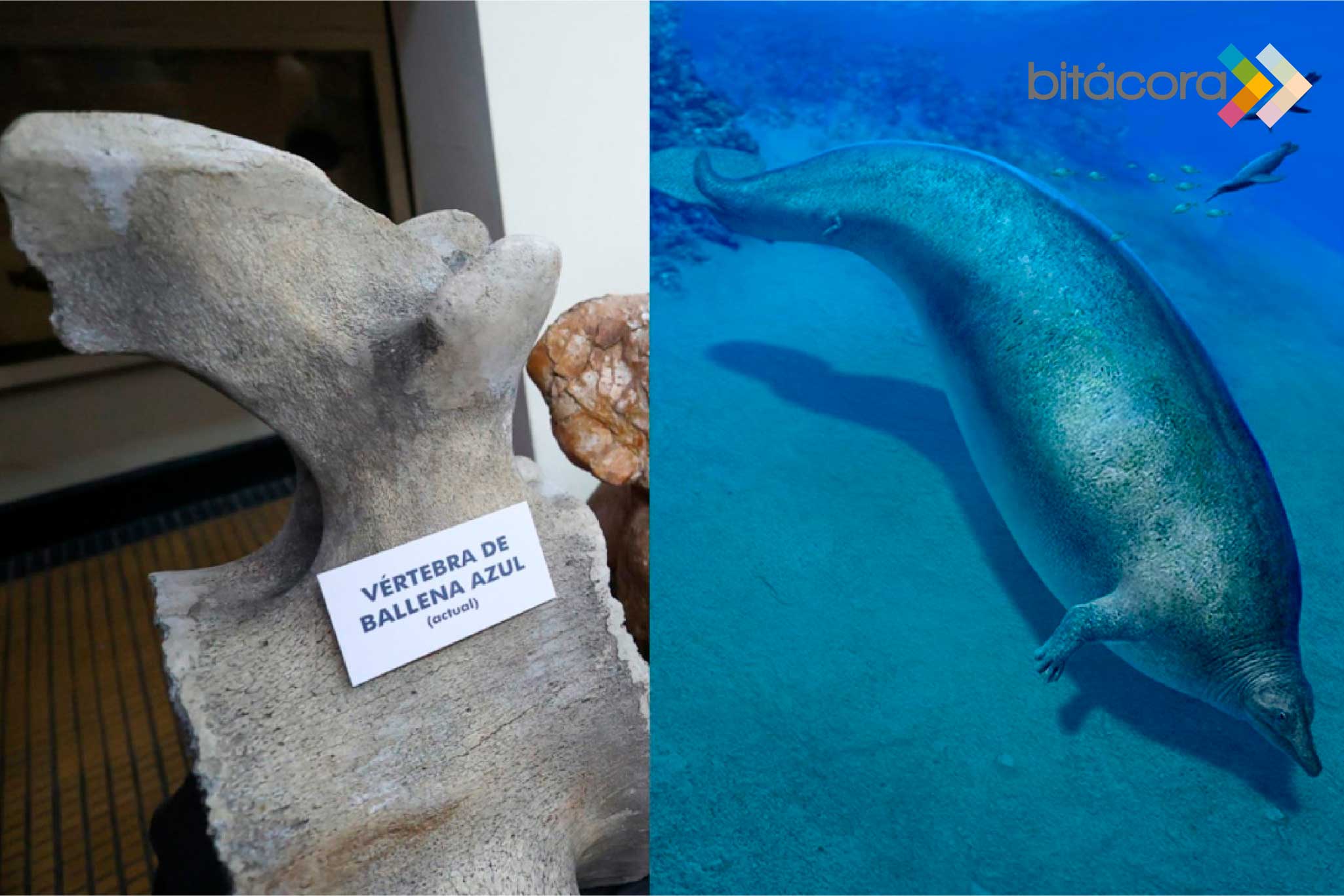 “Perucetus colossus”: ¿cómo puedo visitar los fósiles del animal más ...