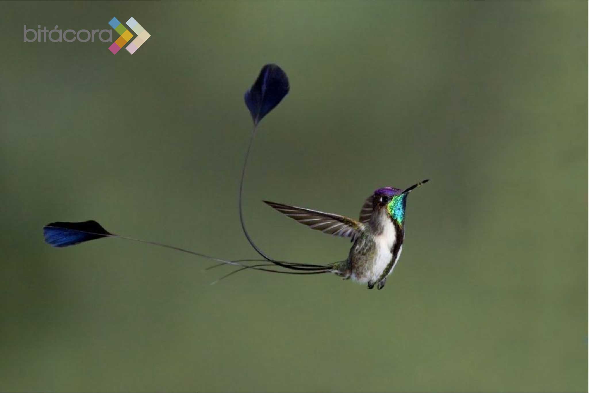 Líder mundial en diversidad de aves: conoce 10 especies emblemáticas ...