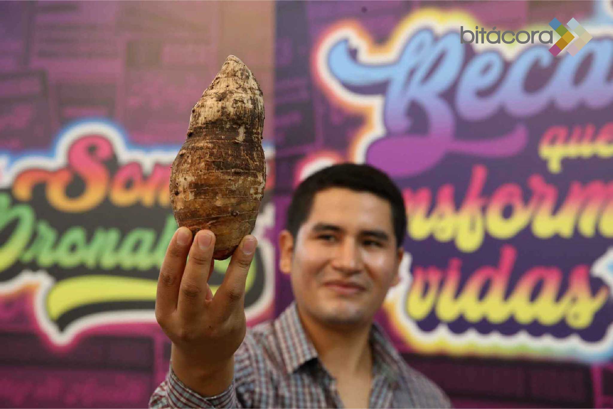 La Pituca Peruana: Una Revolución Nutricional y Económica para ...