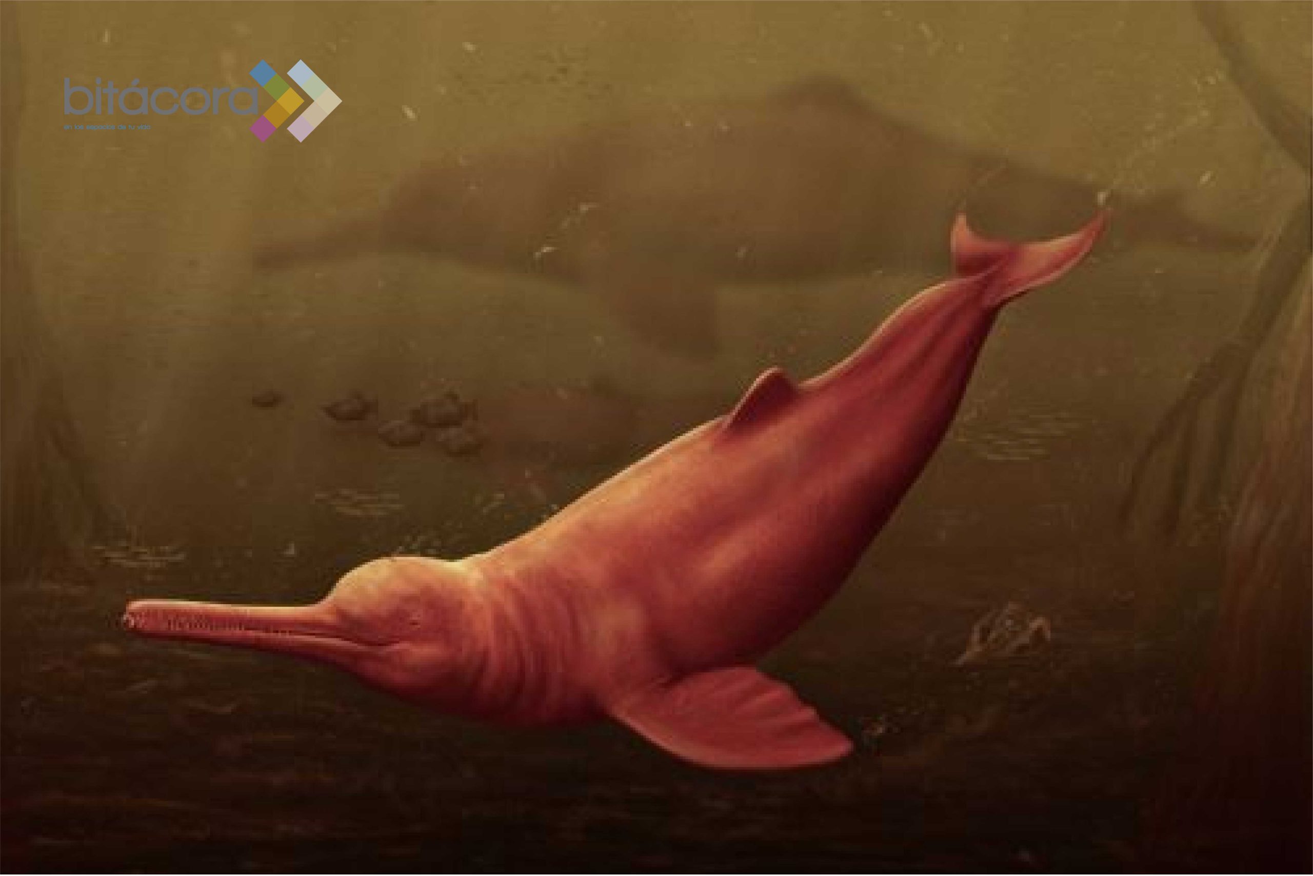 Descubren en Perú al “Pebanista yacuruna”, el Gigante de los Ríos que ...