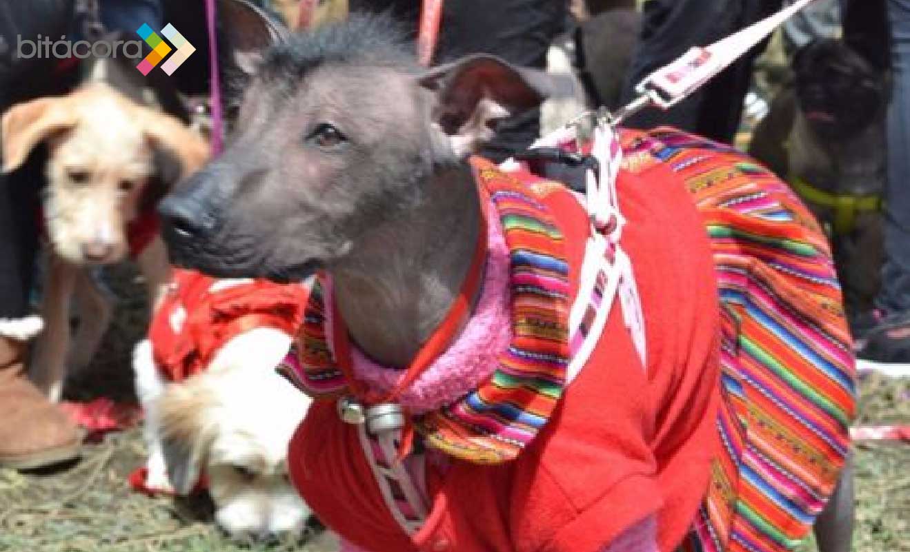 Orgullo de Perú: el perro sin pelo peruano es patrimonio vivo de la ...