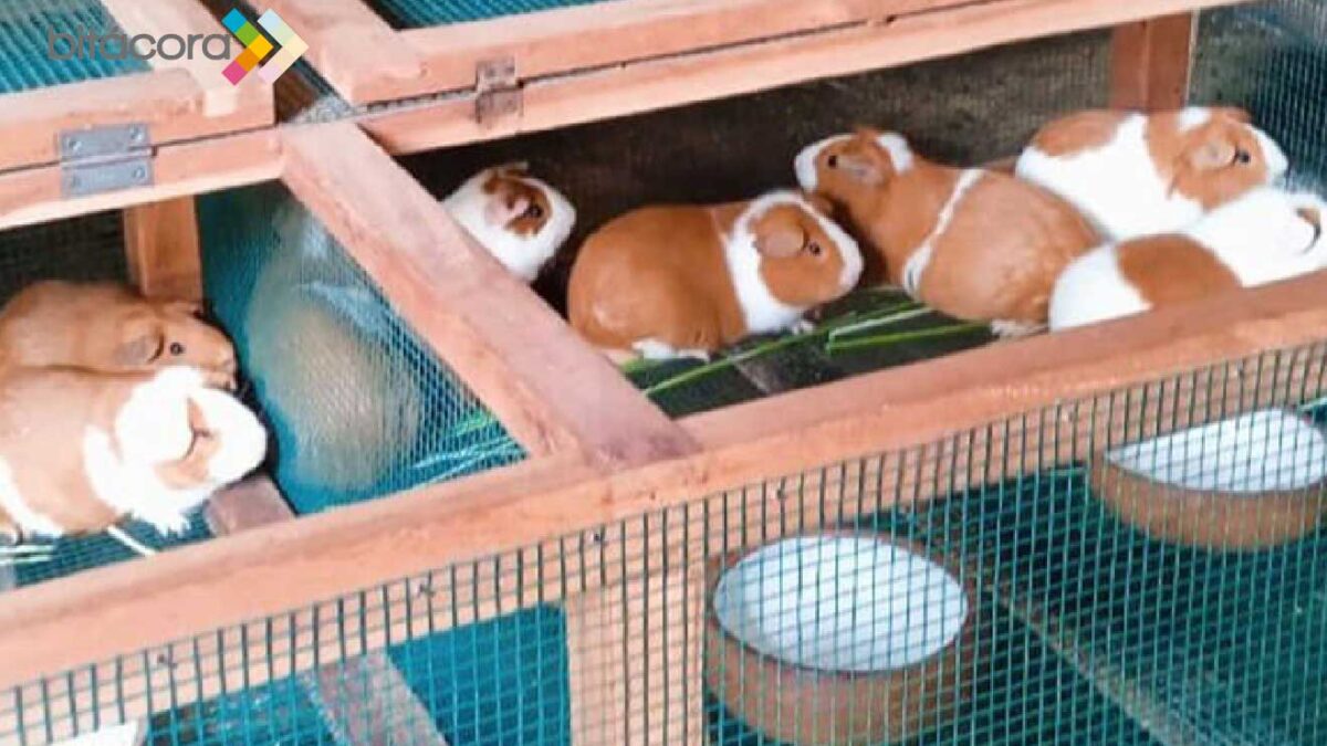 Entregan cuyes de alta calidad genética a productores de Huancayo y Jauja - Bitácora Revista