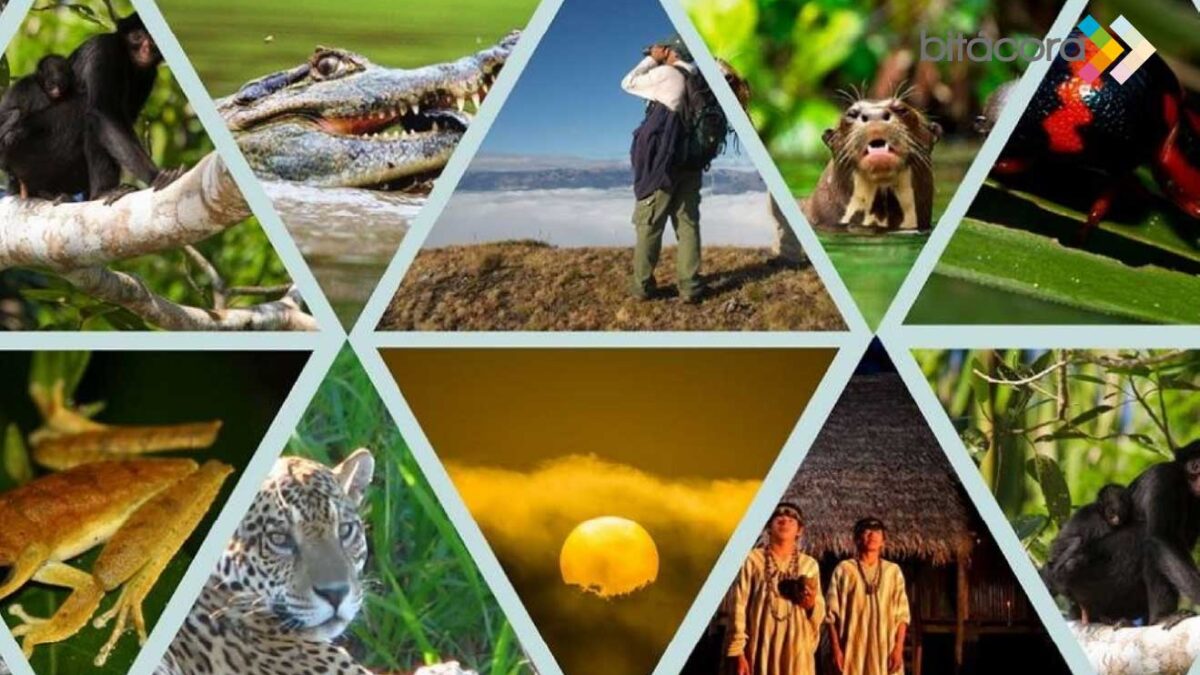 Día Mundial de la Diversidad Biológica: ¿Qué es y cuál es su importancia para el Perú ...