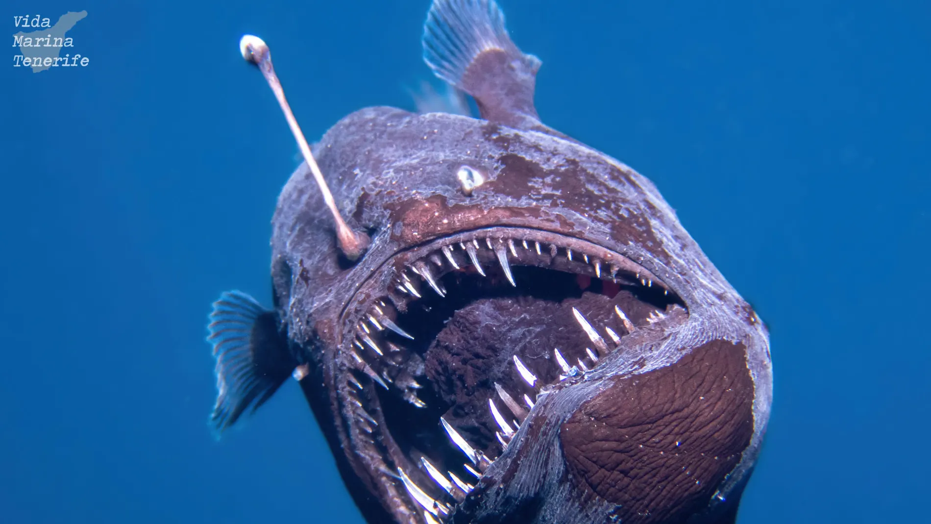 Avistamiento de pez diablo causa curiosidad en costa de Tenerife ...